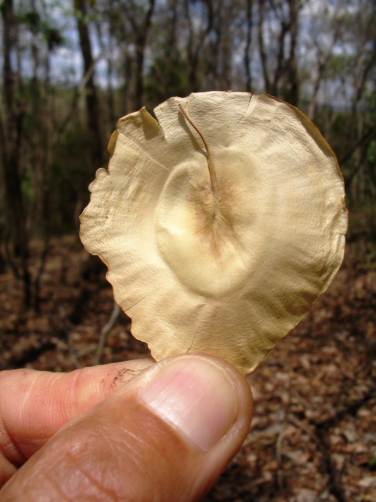 Aspidosperma Pyrifolium Mart rvores Do Bioma Cerrado