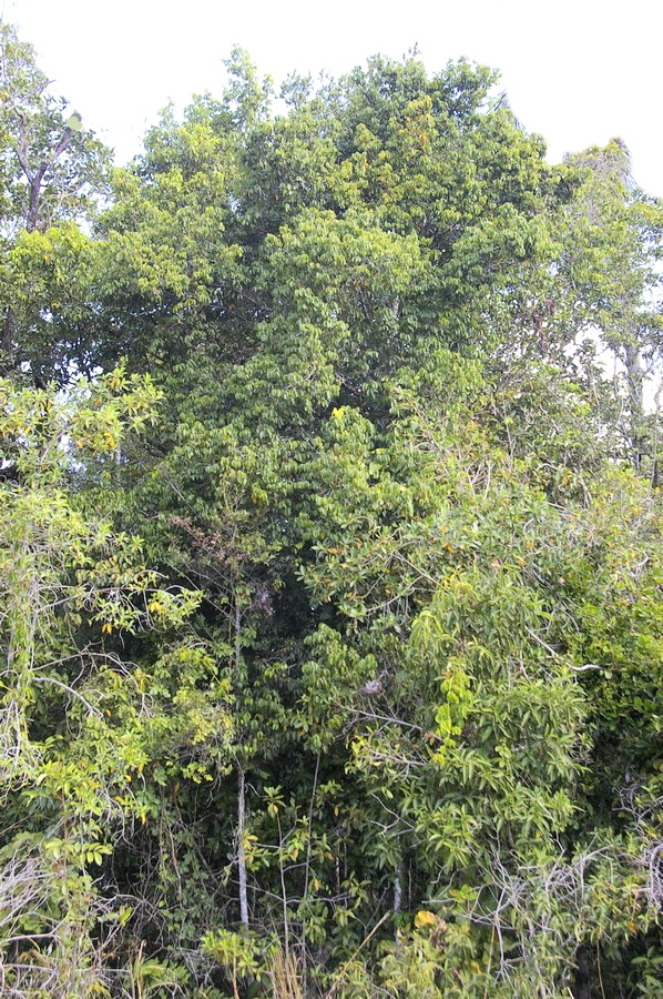 Protium spruceanum (Benth.) Engl. | Árvores do Bioma Cerrado