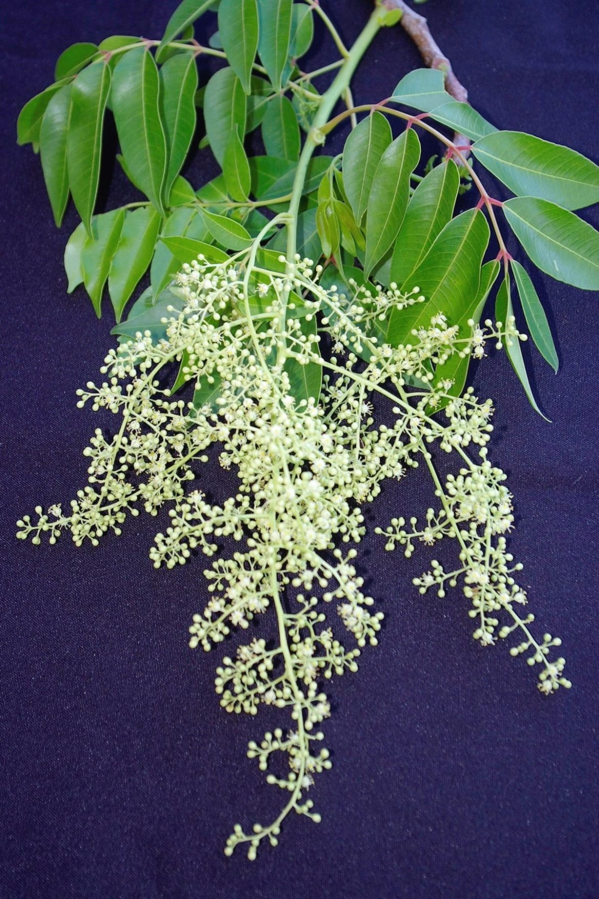 Spondias mombin L. | Árvores do Bioma Cerrado