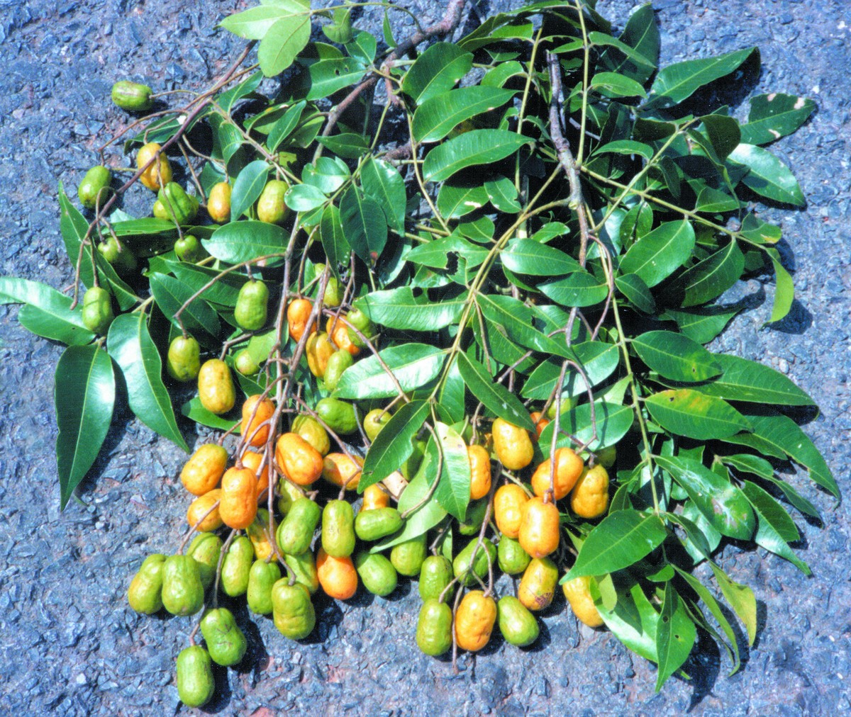 Spondias mombin L. | Árvores do Bioma Cerrado
