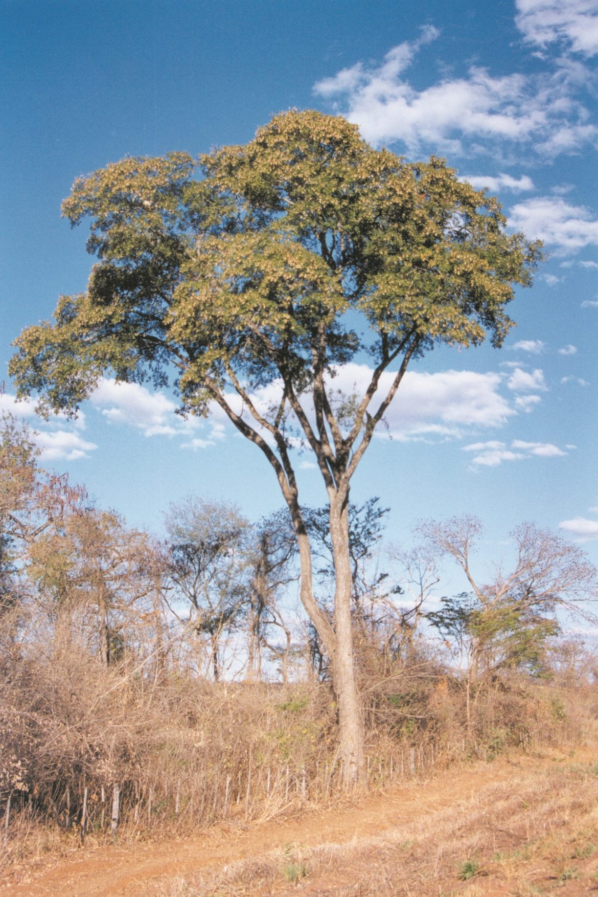Schinopsis brasiliensis Engl. | Árvores do Bioma Cerrado