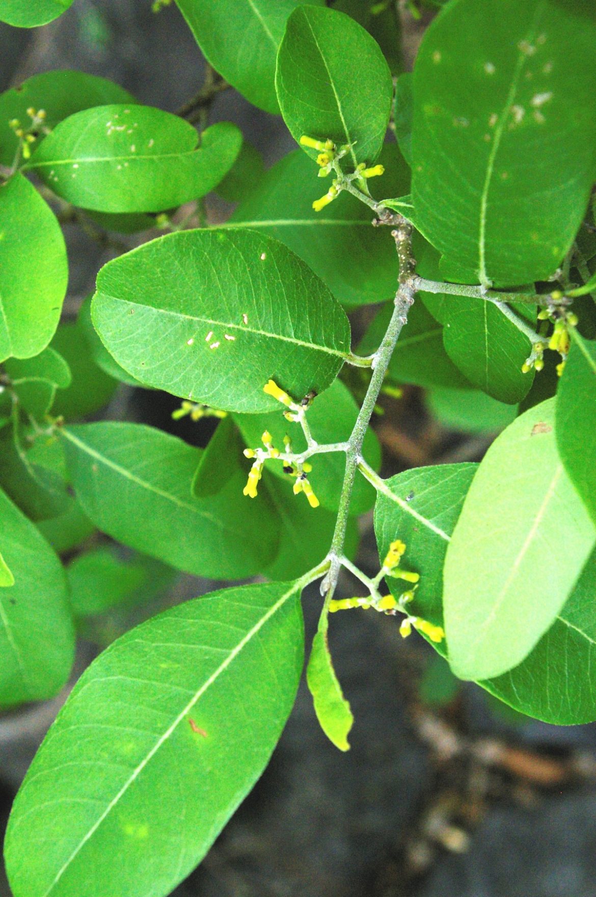 Aspidosperma cuspa (Kunth) S.F.Blake | Árvores do Bioma Cerrado