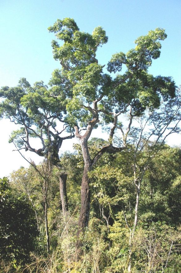 Aspidosperma polyneuron Muell.Arg. | Árvores do Bioma Cerrado