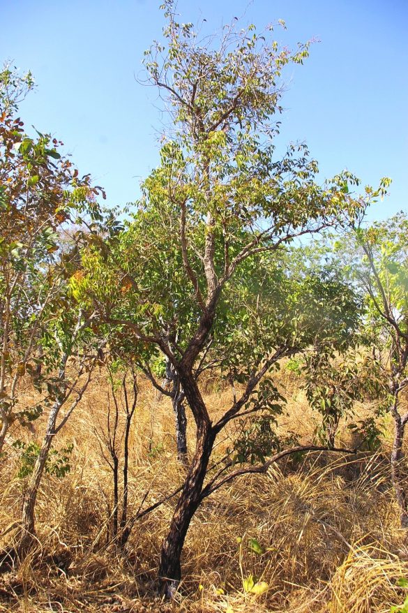 Rourea induta Planch. | Árvores do Bioma Cerrado