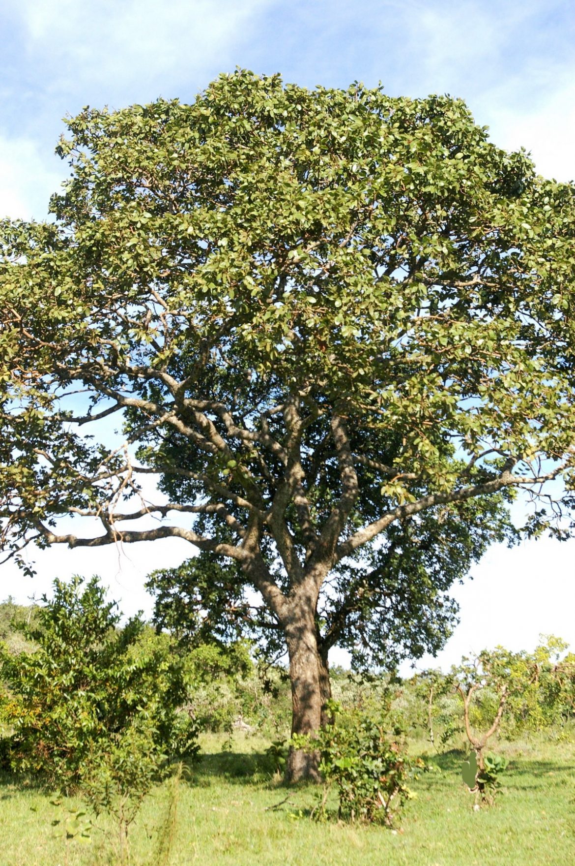 Hymenaea stigonocarpa Mart. ex Hayne | Árvores do Bioma Cerrado
