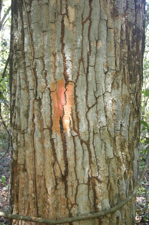 Aspidosperma pyrifolium Mart. | Árvores do Bioma Cerrado