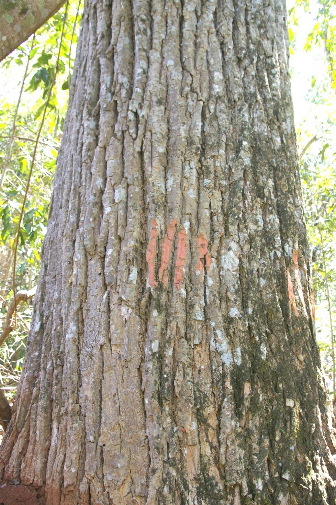 Aspidosperma polyneuron Muell.Arg. | Árvores do Bioma Cerrado