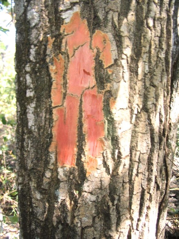 Aspidosperma pyrifolium Mart. | Árvores do Bioma Cerrado