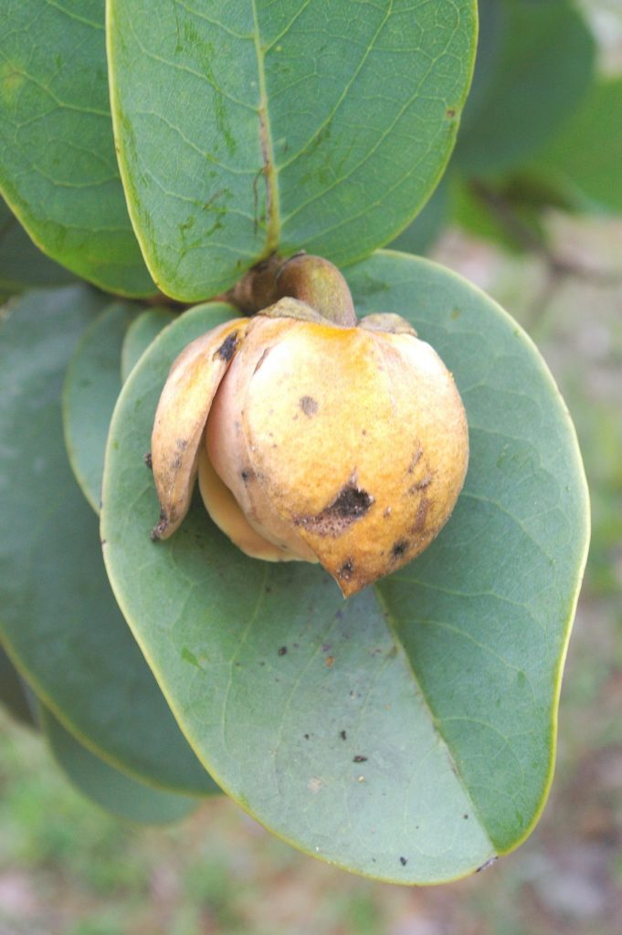 Annona coriacea Mart. | Árvores do Bioma Cerrado