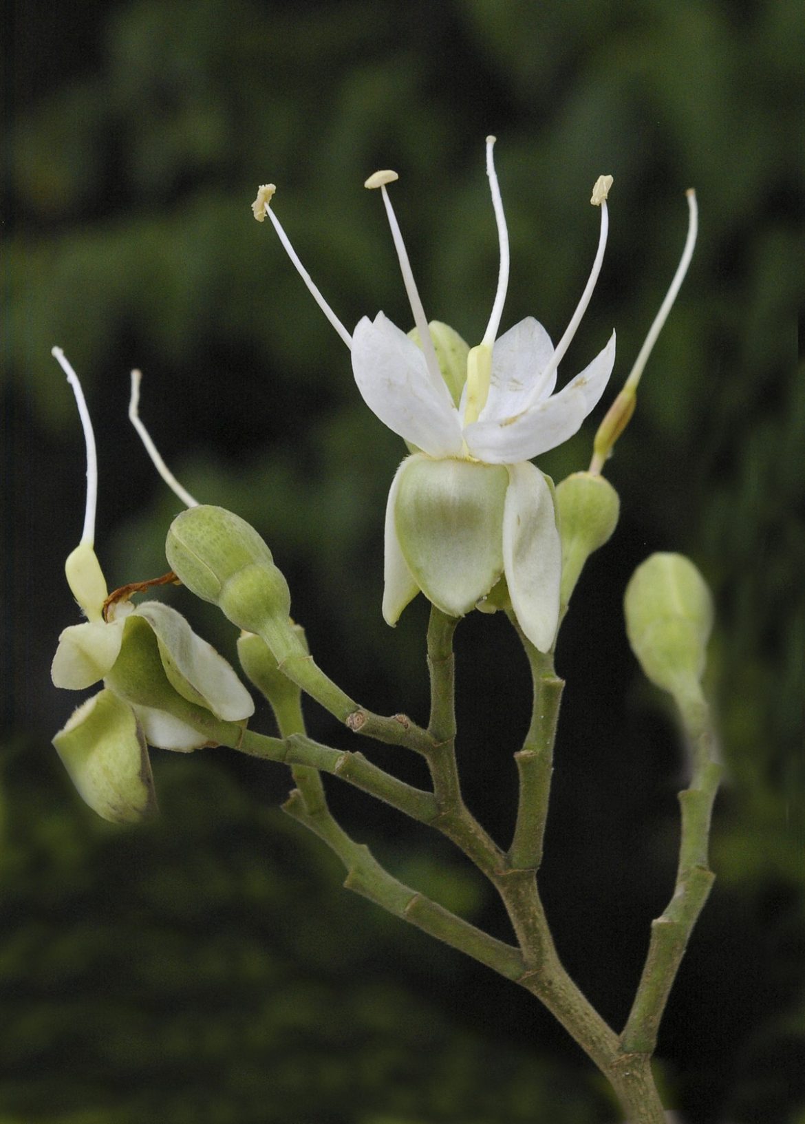 Hymenaea martiana Hayne | Árvores do Bioma Cerrado