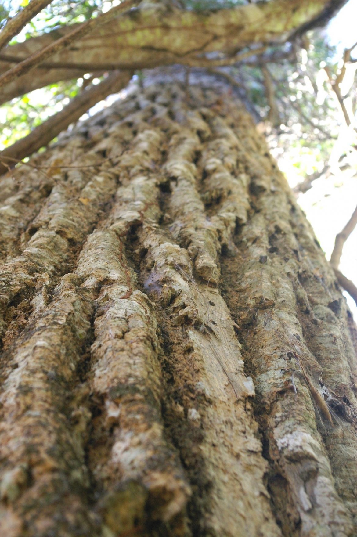 Aspidosperma polyneuron Muell.Arg. | Árvores do Bioma Cerrado