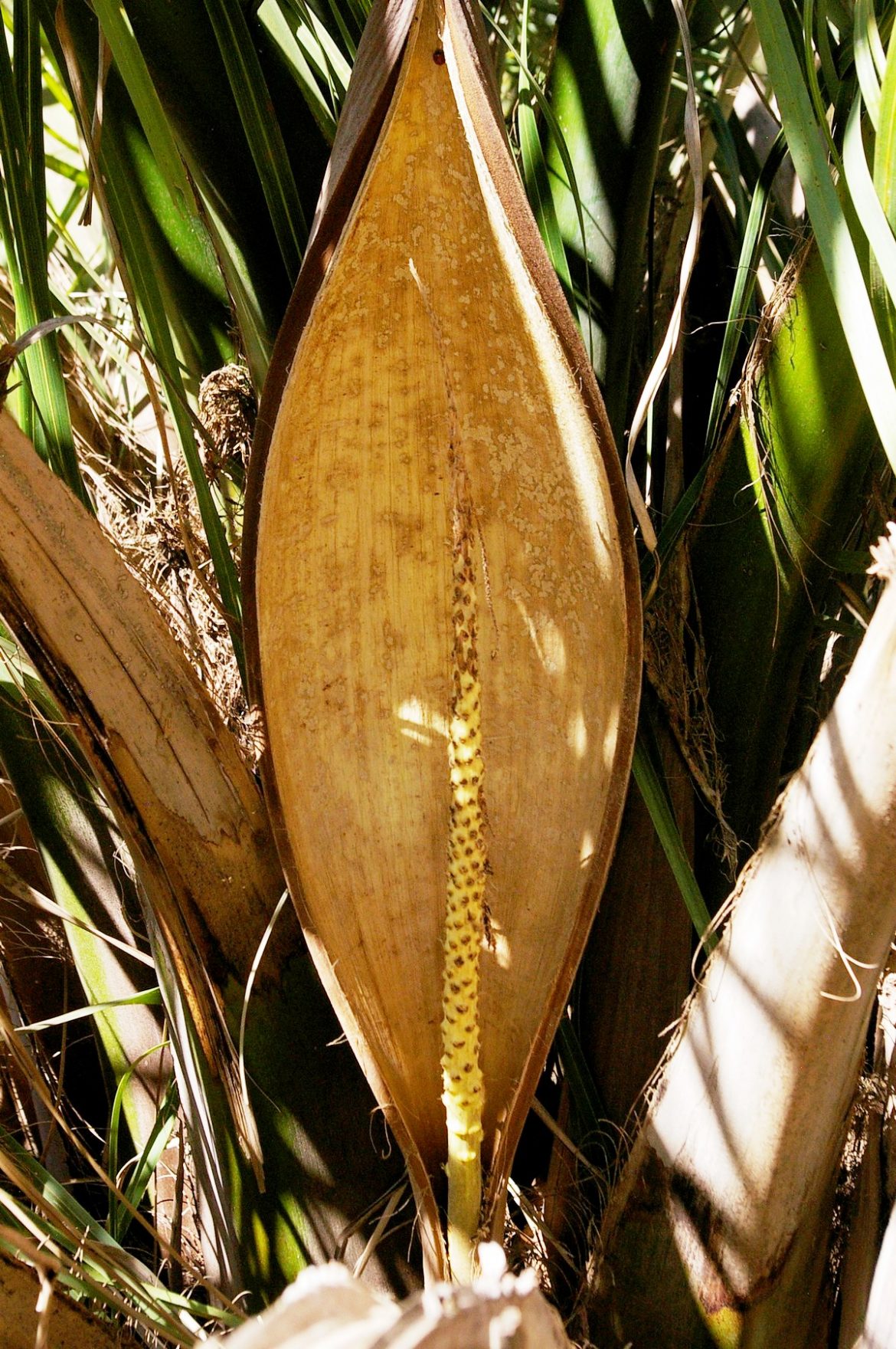 Attalea pharelata Mart. ex Sprengel | Árvores do Bioma Cerrado