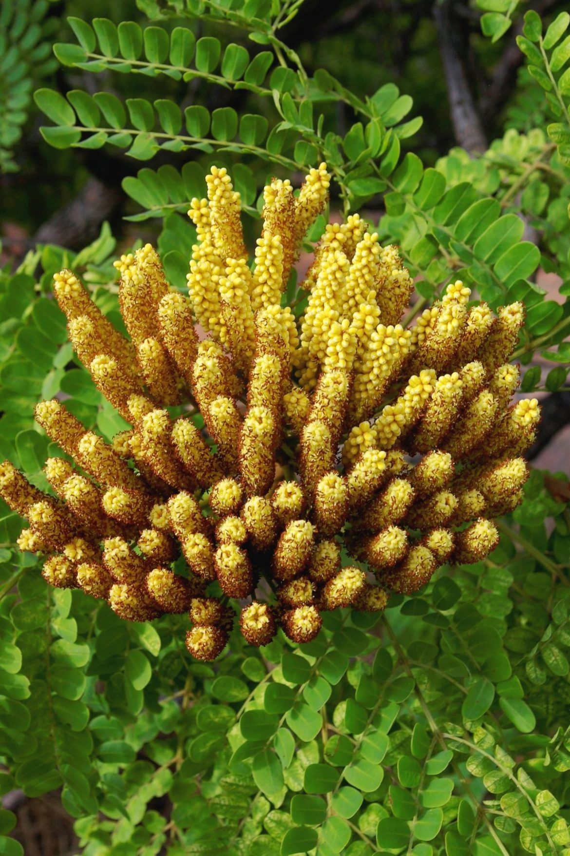 Dimorphandra gardneriana Tul. | Árvores do Bioma Cerrado