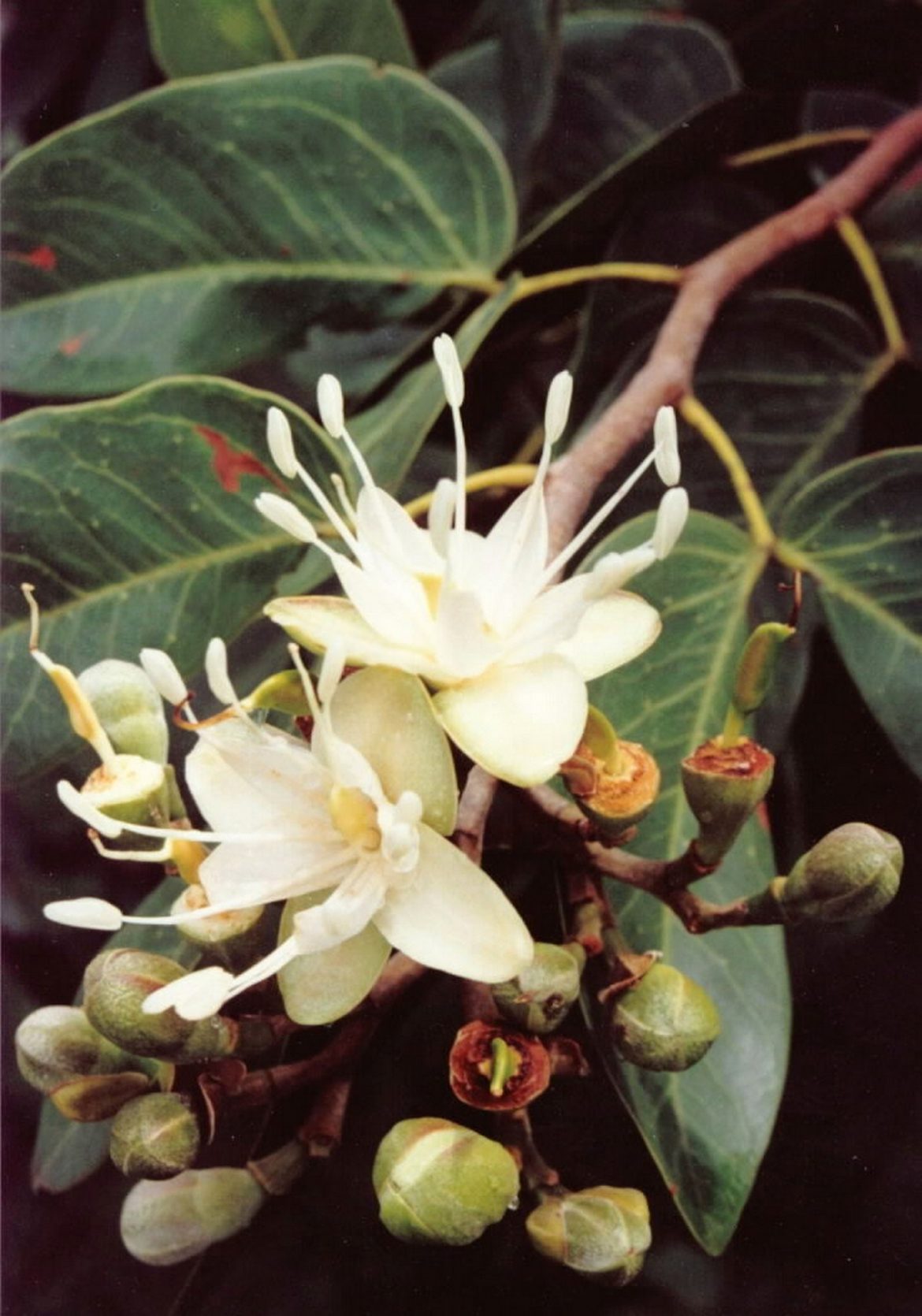 Hymenaea stigonocarpa Mart. ex Hayne | Árvores do Bioma Cerrado