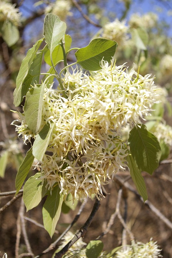 Aspidosperma pyrifolium Mart. | Árvores do Bioma Cerrado