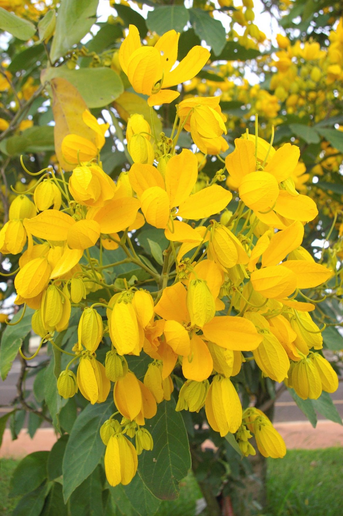 Senna macranthera (DC. ex Collad.) H.S.Irwin & Barneby | Árvores do ...