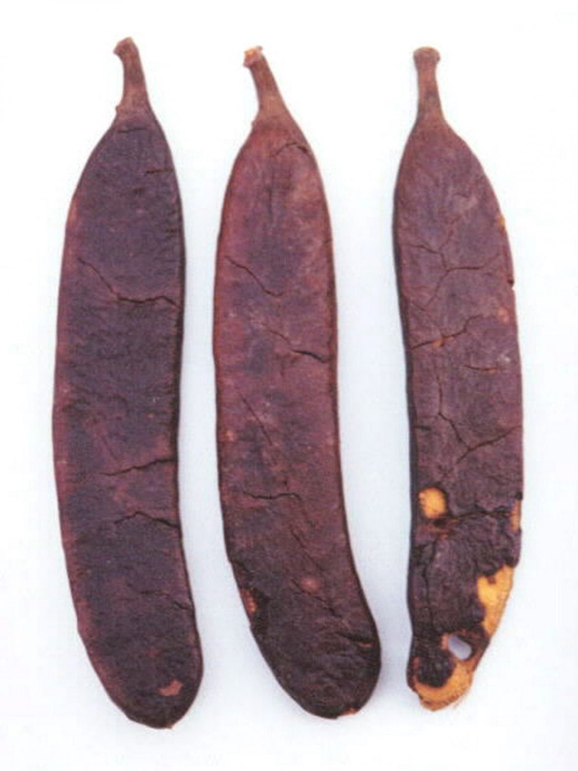 Dimorphandra gardneriana Tul. | Árvores do Bioma Cerrado