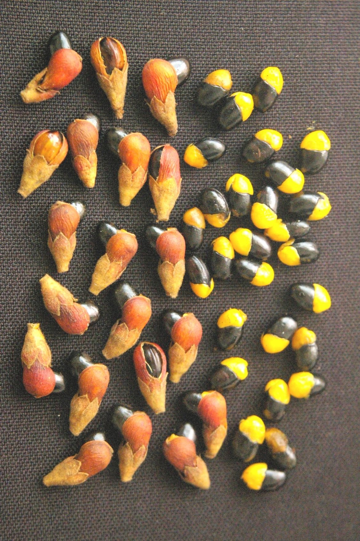 Rourea induta Planch. | Árvores do Bioma Cerrado