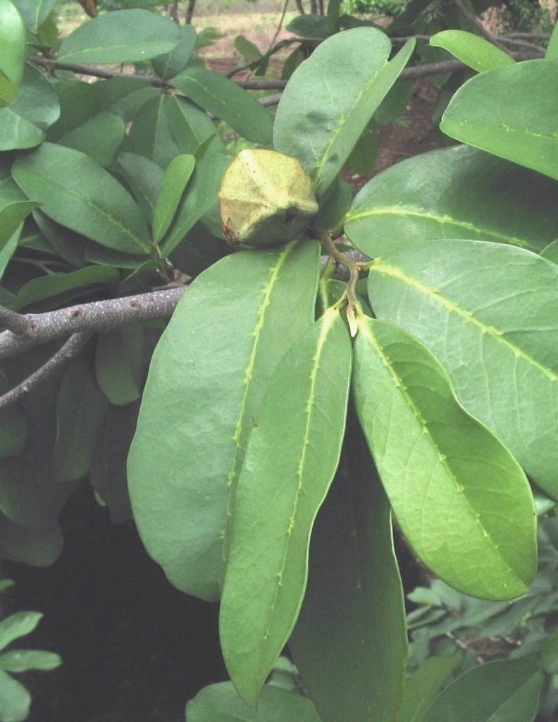 Annona montana Macfad. | Árvores do Bioma Cerrado
