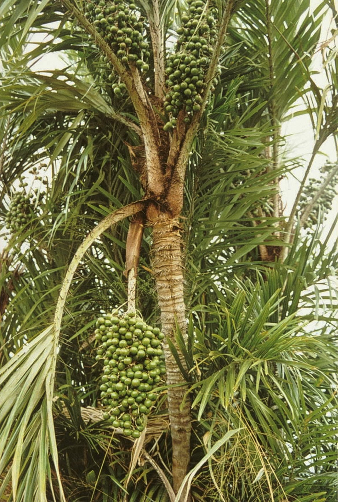 Astrocaryum vulgare Mart. | Árvores do Bioma Cerrado