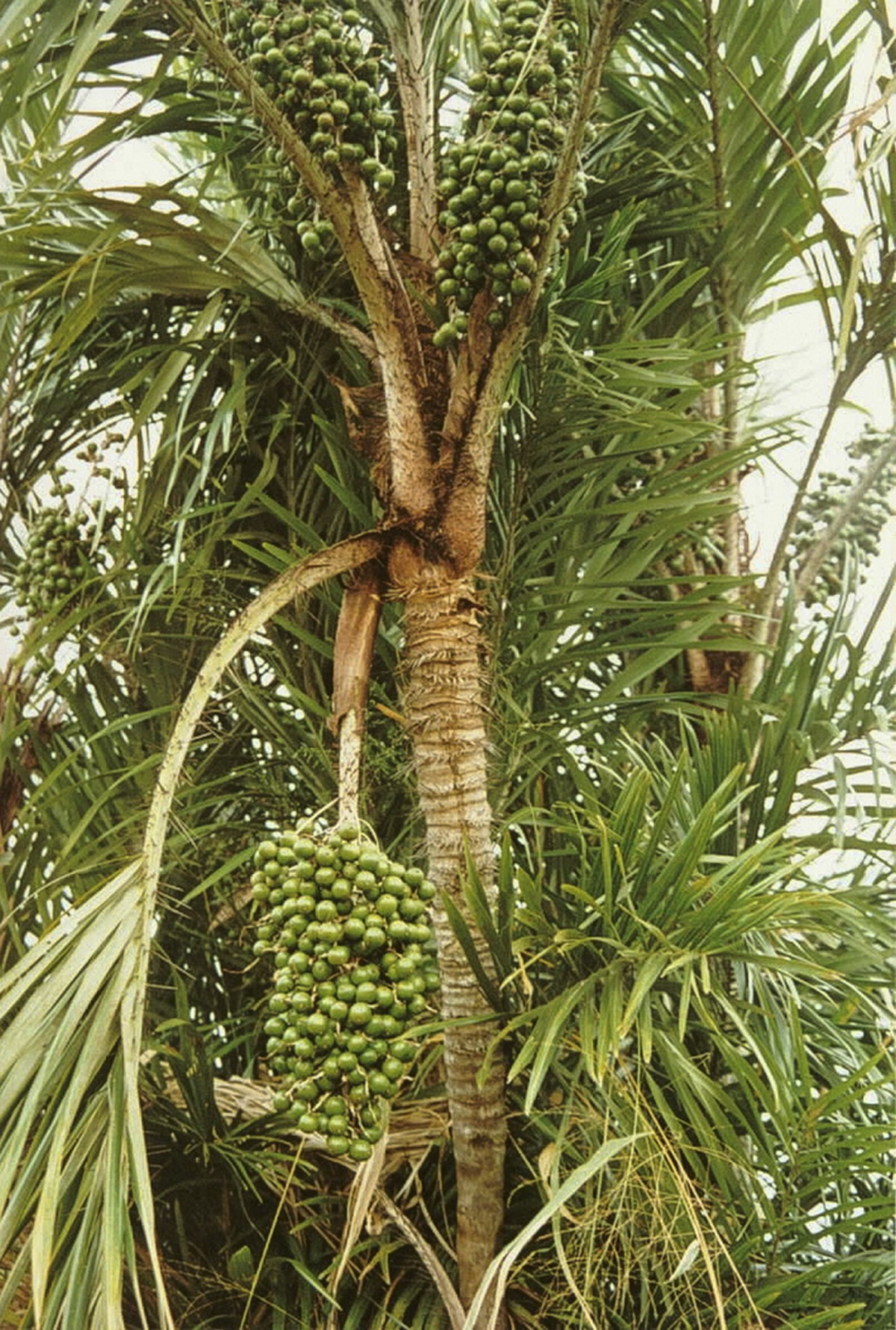 Astrocaryum vulgare Mart. | Árvores do Bioma Cerrado
