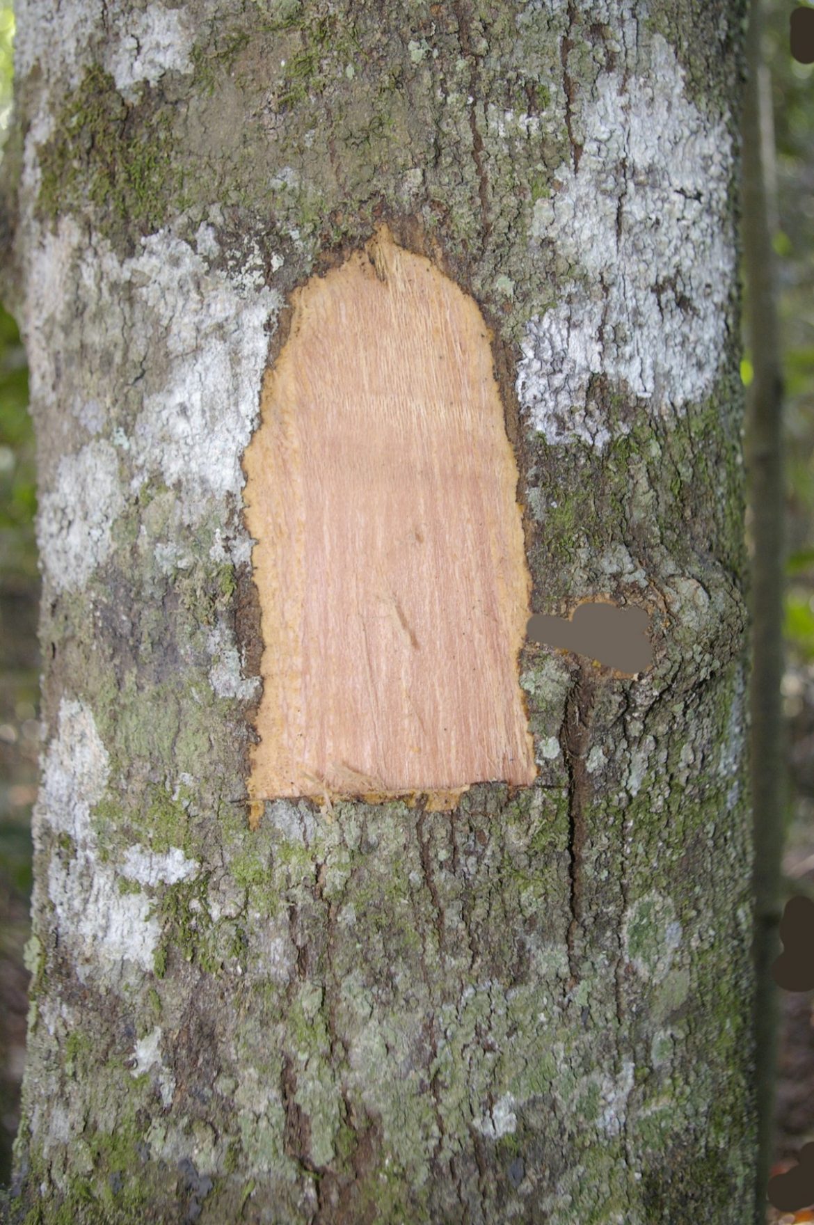 Guatteria sellowiana Schltdl. | Árvores do Bioma Cerrado