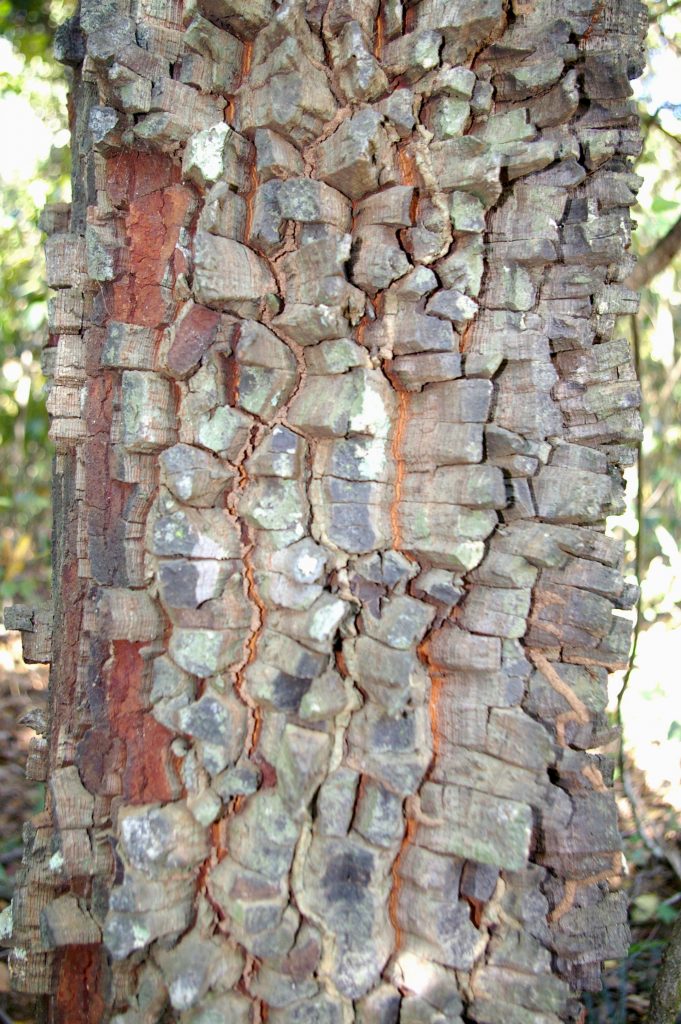 Peltogyne confertiflora (Mart. ex Hayne) Benth. | Árvores do Bioma Cerrado