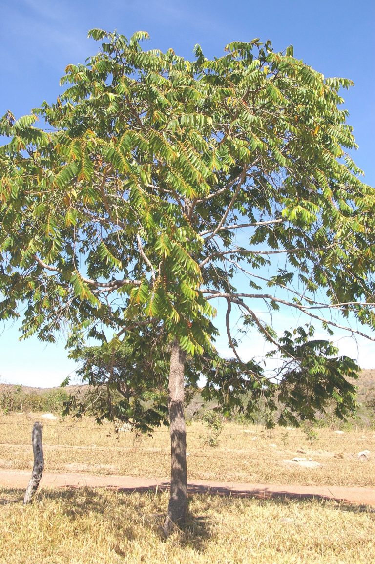 Xylopia aromatica (Lam.) Mart. | Árvores do Bioma Cerrado