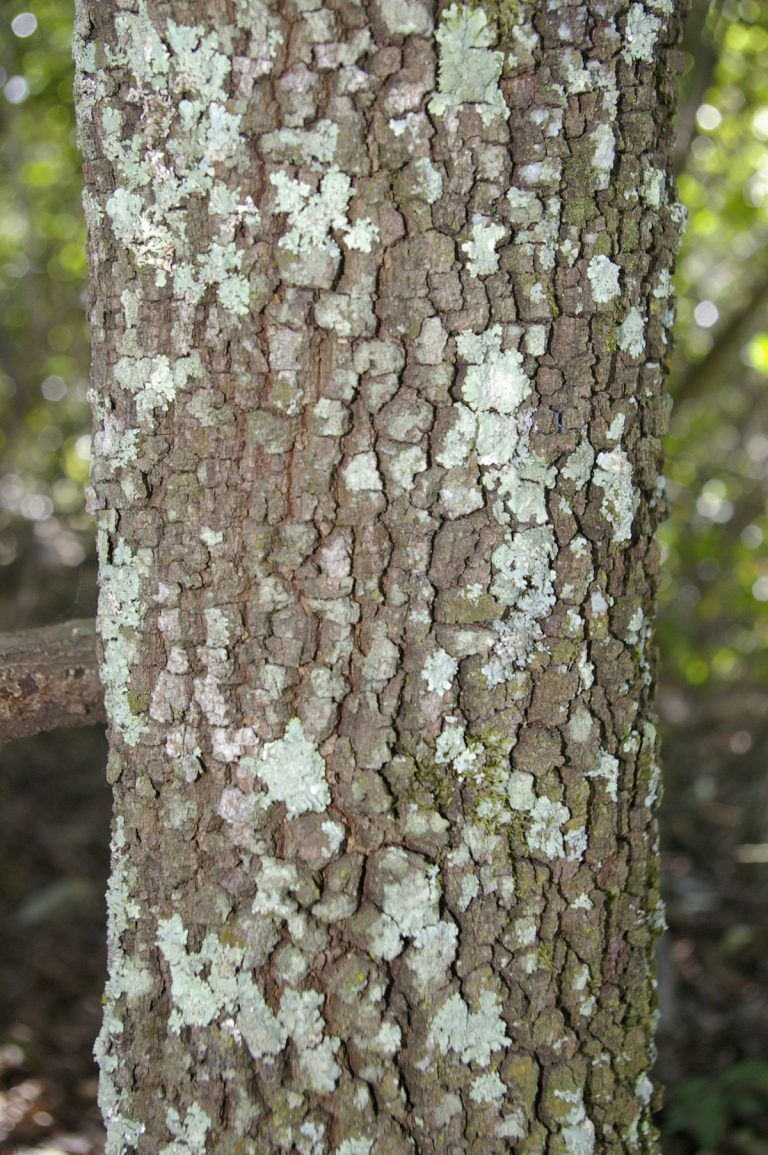 Xylopia aromatica (Lam.) Mart. | Árvores do Bioma Cerrado