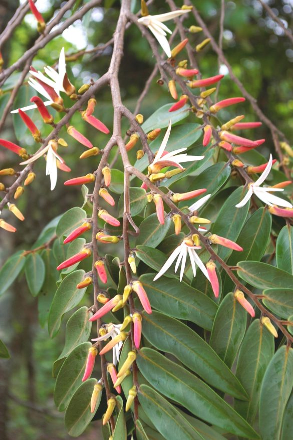 Xylopia aromatica (Lam.) Mart. | Árvores do Bioma Cerrado
