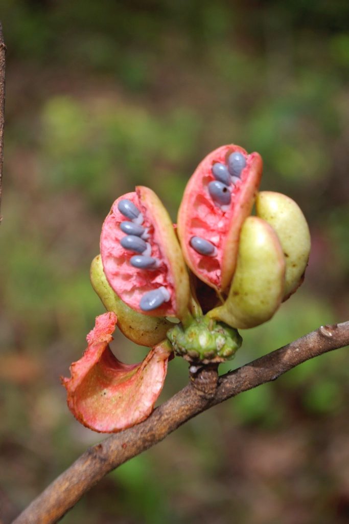 Xylopia aromatica (Lam.) Mart. | Árvores do Bioma Cerrado