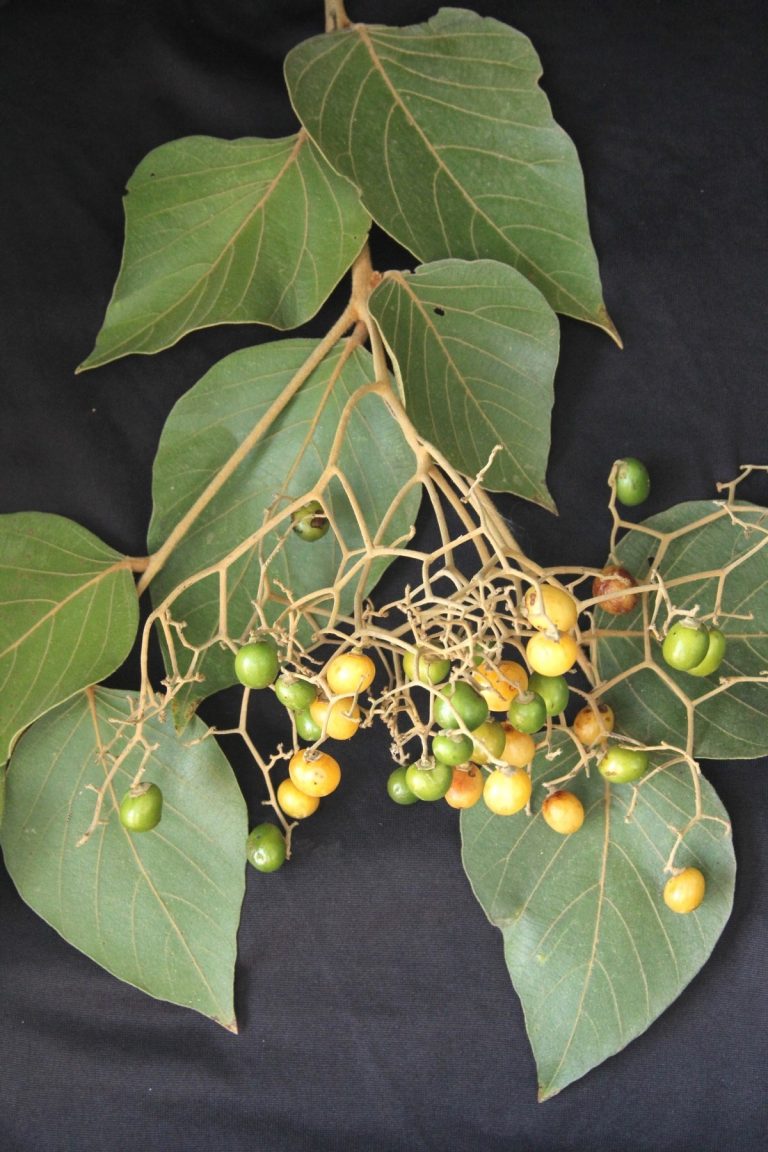Cordia sellowiana Cham. | Árvores do Bioma Cerrado
