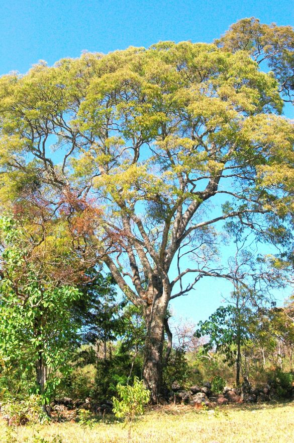 Anadenanthera peregrina (L.) Speg. | Árvores do Bioma Cerrado
