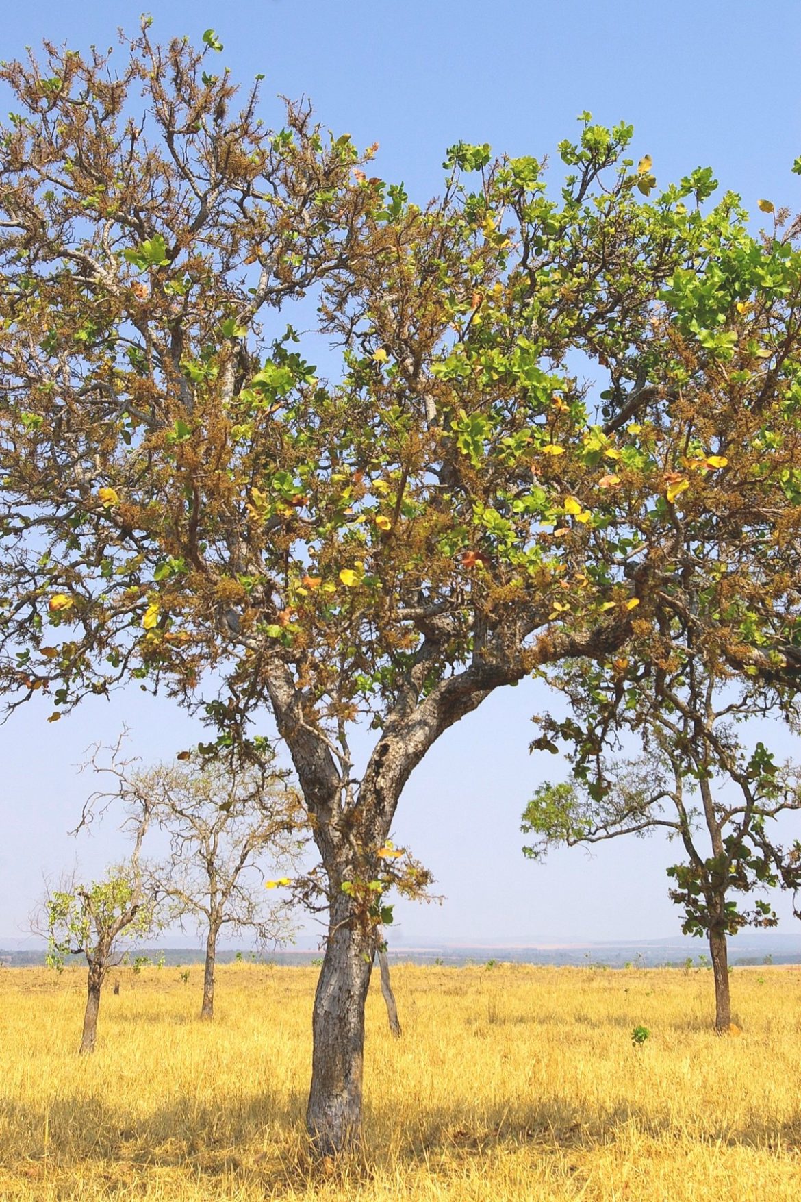 Curatella americana L. | Árvores do Bioma Cerrado