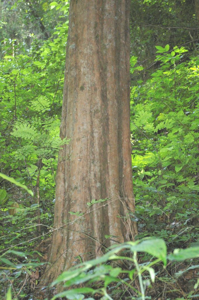 Combretum leprosum Mart. | Árvores do Bioma Cerrado