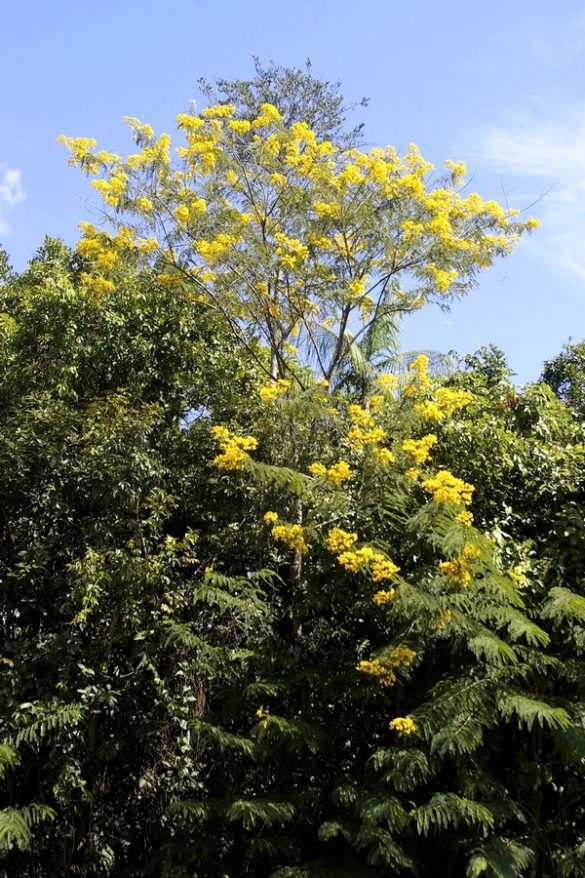 Senna multijuga (Rich.) H.S.Irwin & Barneby | Árvores do Bioma Cerrado