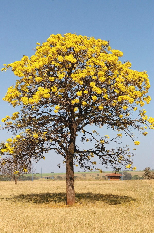 Tabebuia aurea (Silva Manso) Benth. & Hook.f ex S. Moore | Árvores do ...