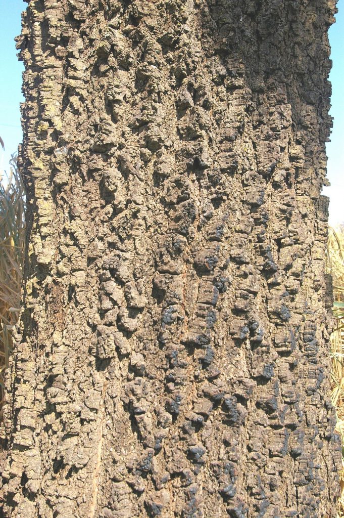 Anadenanthera peregrina (L.) Speg. | Árvores do Bioma Cerrado