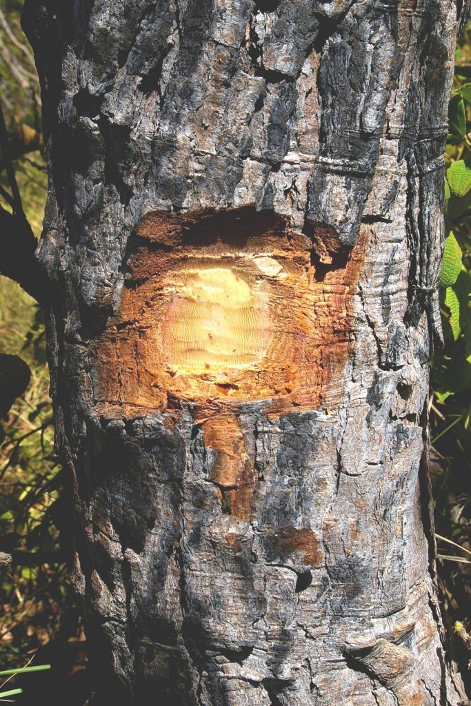 Curatella americana L. | Árvores do Bioma Cerrado