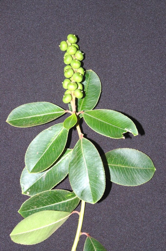 Sapium glandulosum (L.) Morong | Árvores do Bioma Cerrado