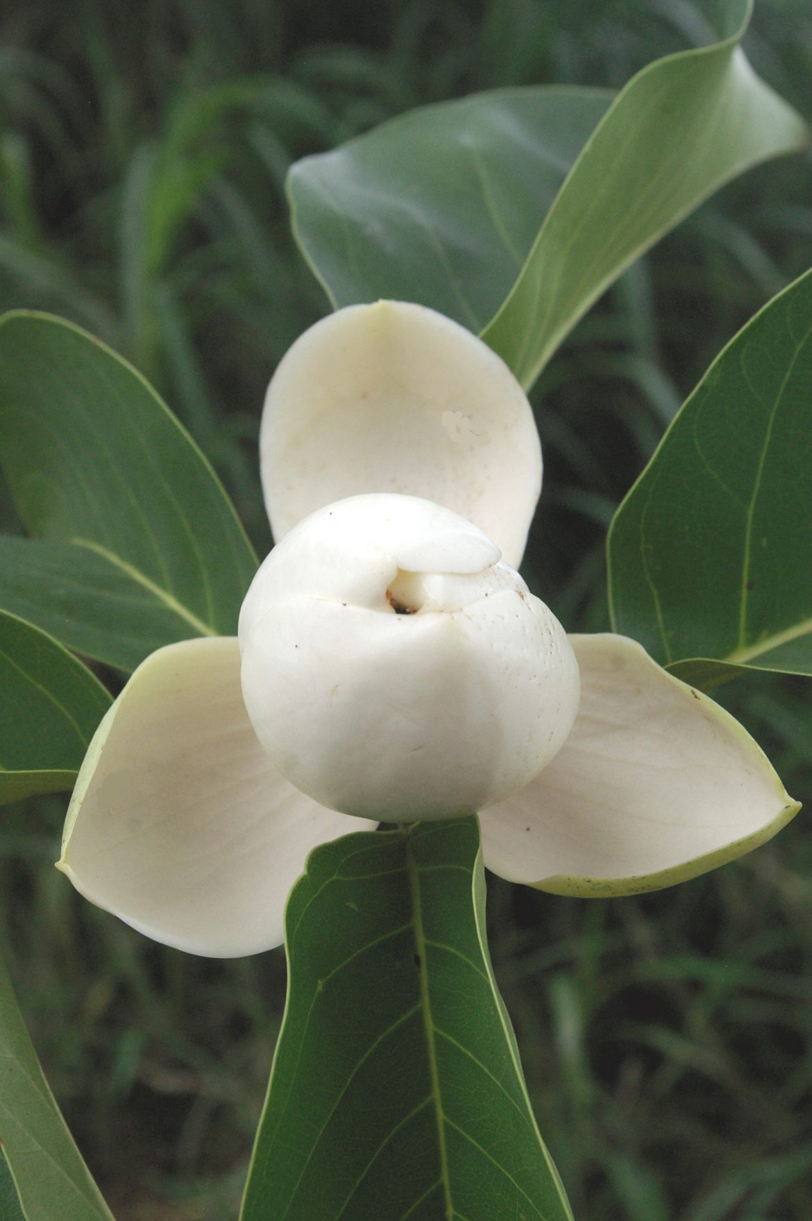 Magnolia ovata (A.St.-Hil.) Spreng. | Árvores do Bioma Cerrado