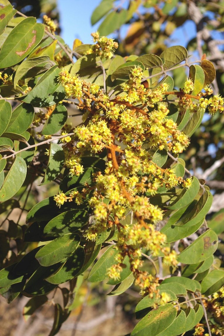 Connarus suberosus Planch. | Árvores do Bioma Cerrado