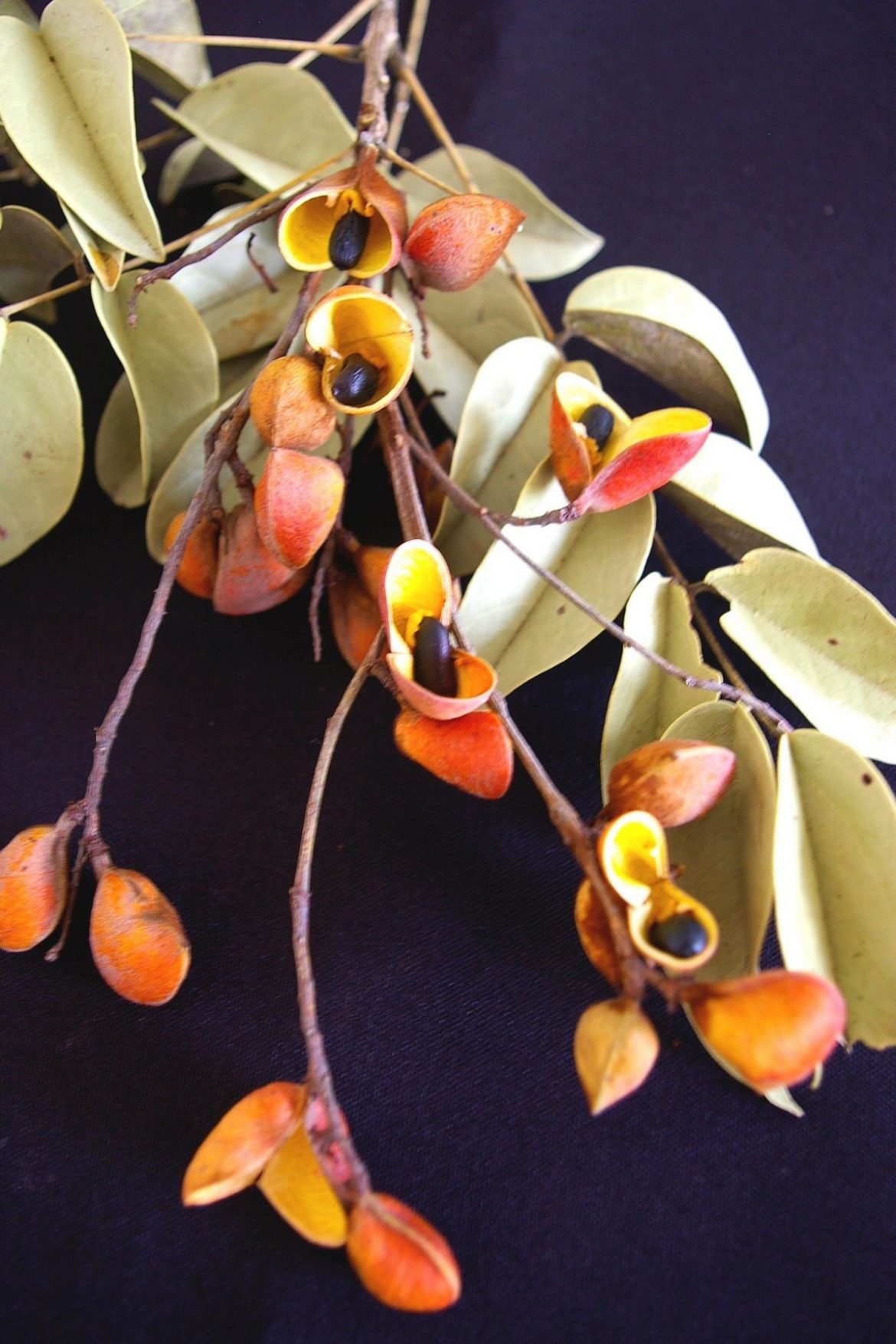 Connarus suberosus Planch. | Árvores do Bioma Cerrado