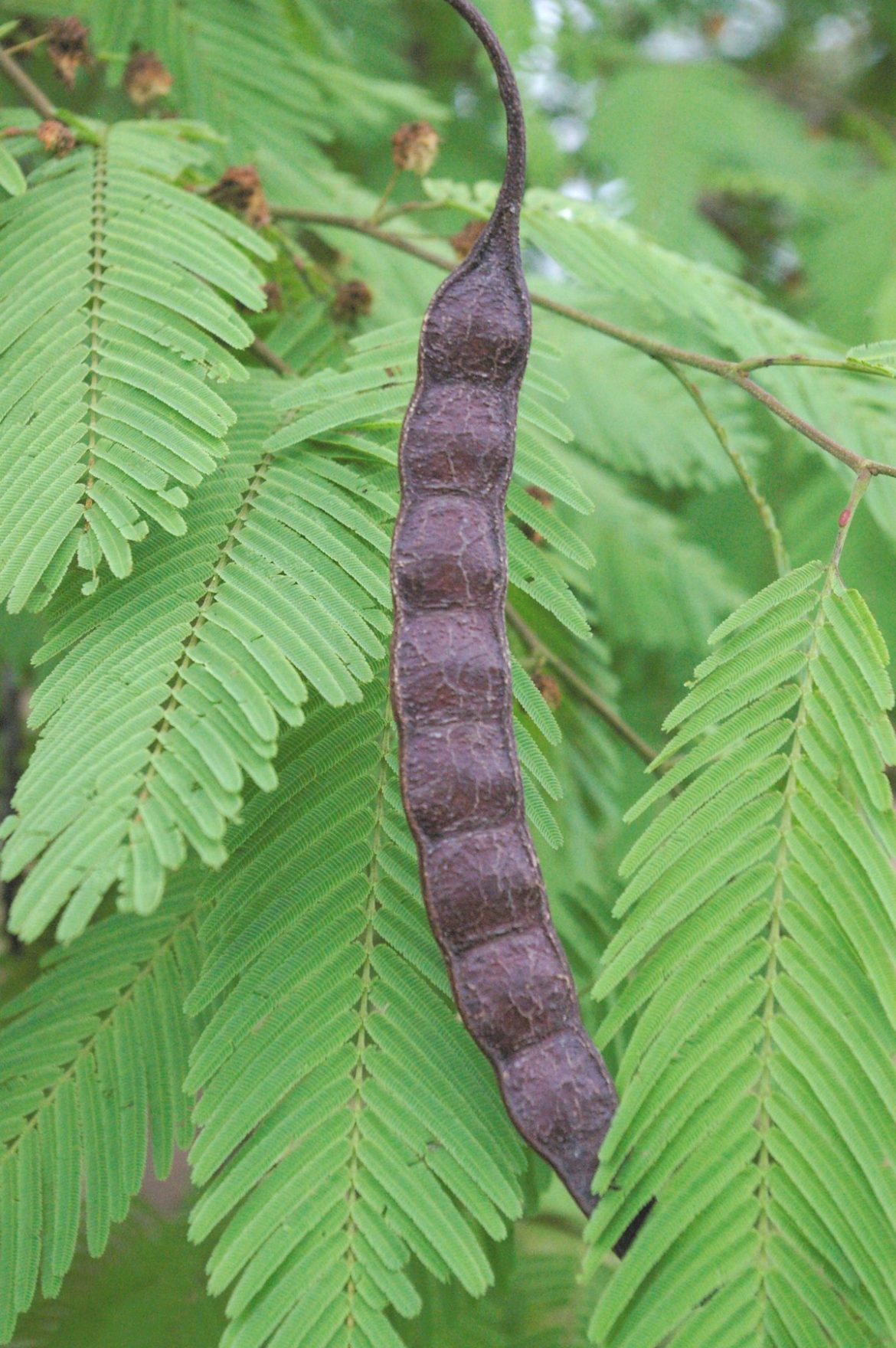 Anadenanthera colubrina (Vell.) Brenan | Árvores do Bioma Cerrado