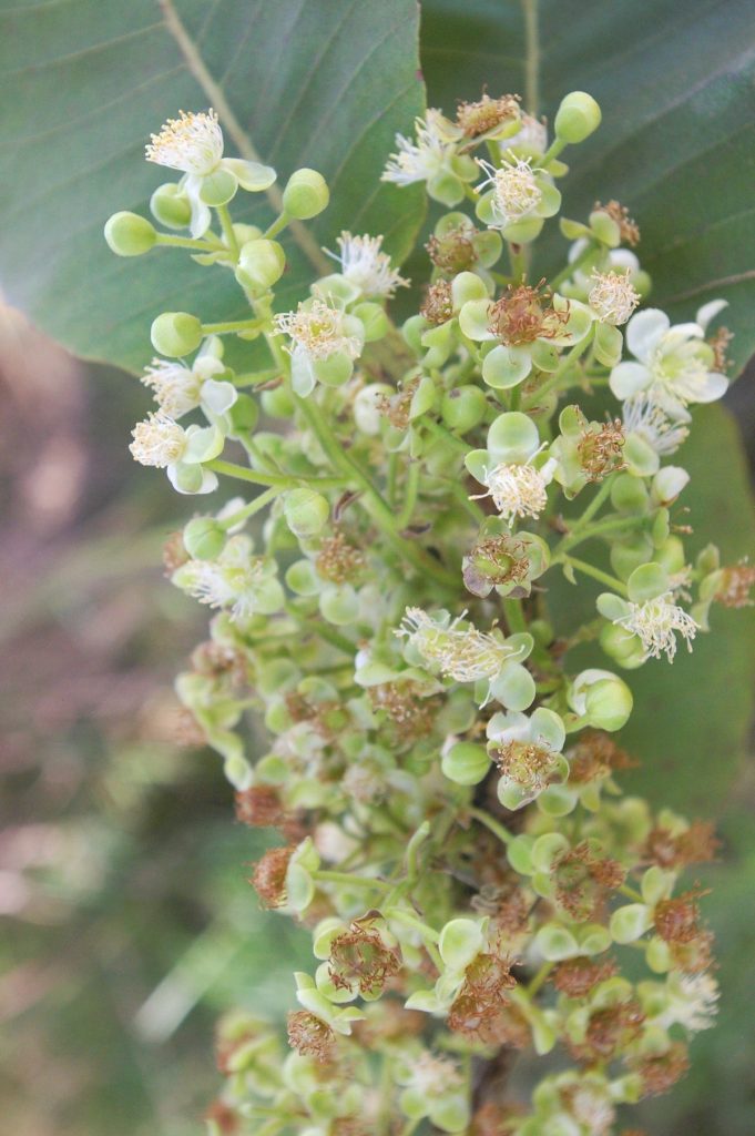 Curatella americana L. | Árvores do Bioma Cerrado