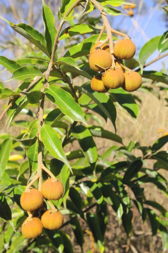 Mabea fistulifera Mart. | Árvores do Bioma Cerrado