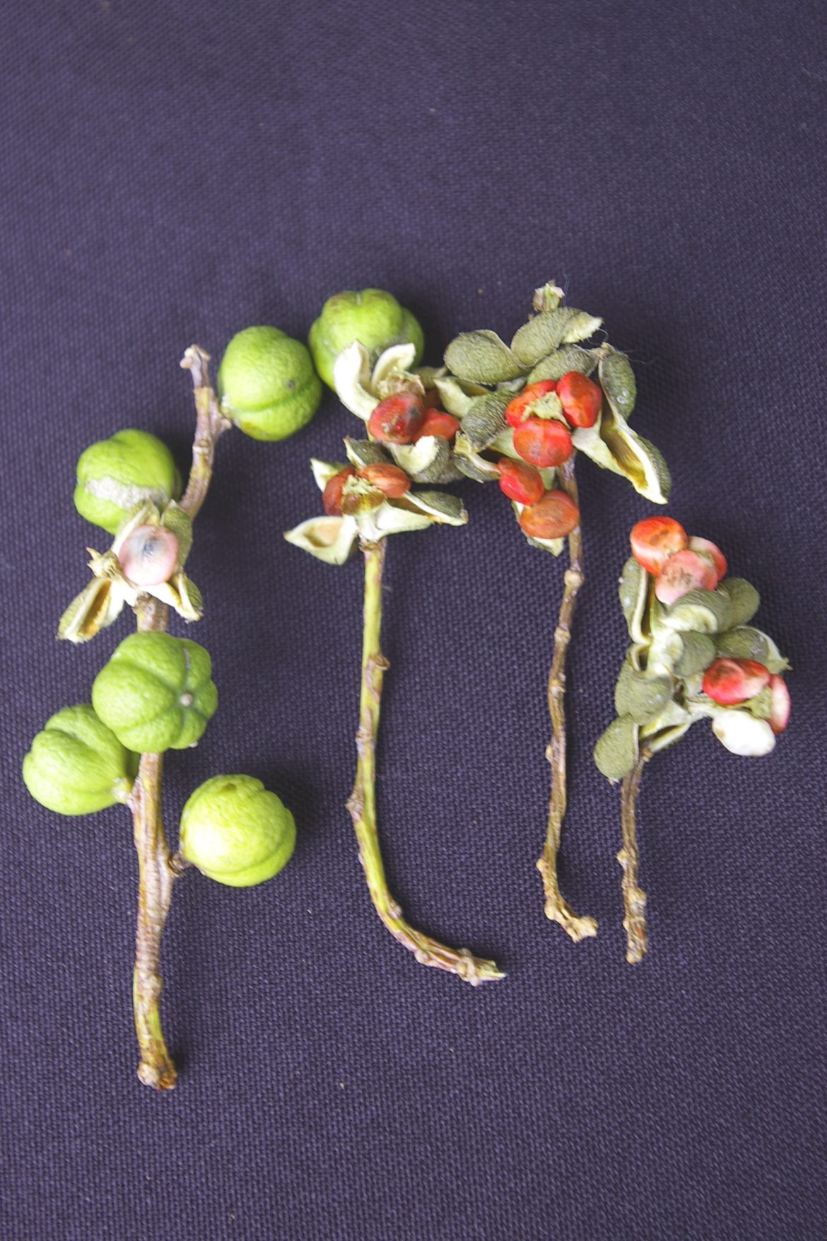 Sapium glandulosum (L.) Morong | Árvores do Bioma Cerrado
