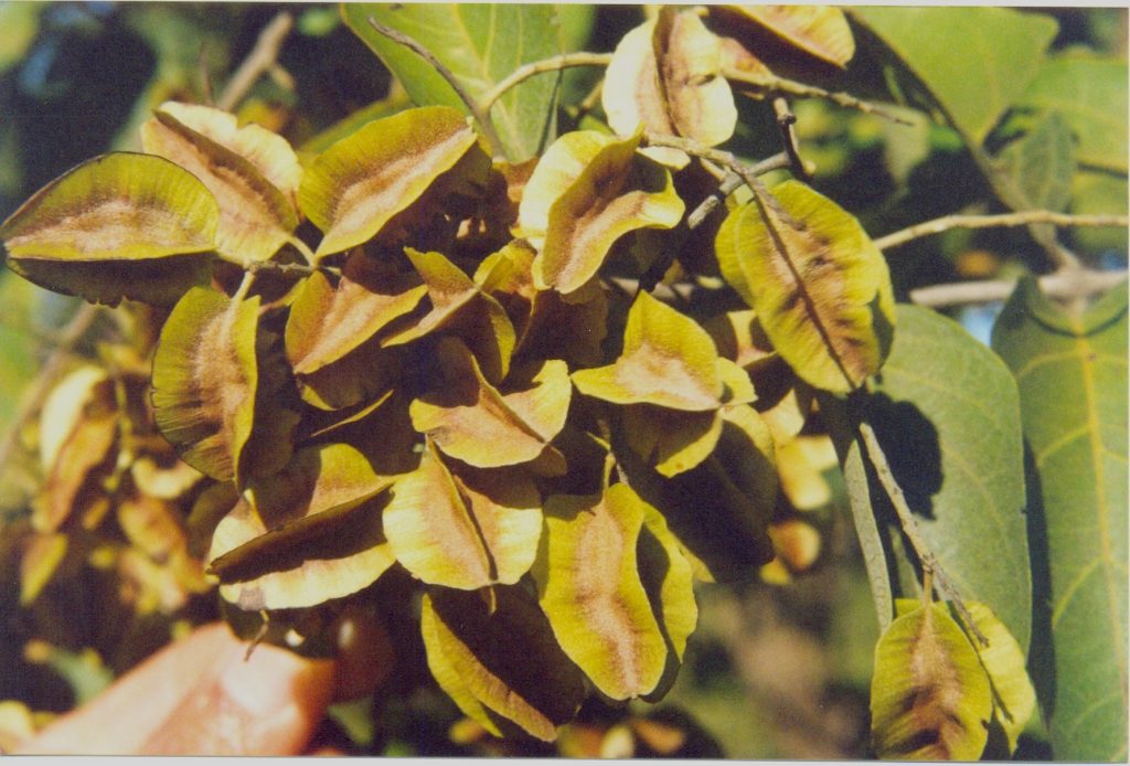 Combretum leprosum Mart. | Árvores do Bioma Cerrado