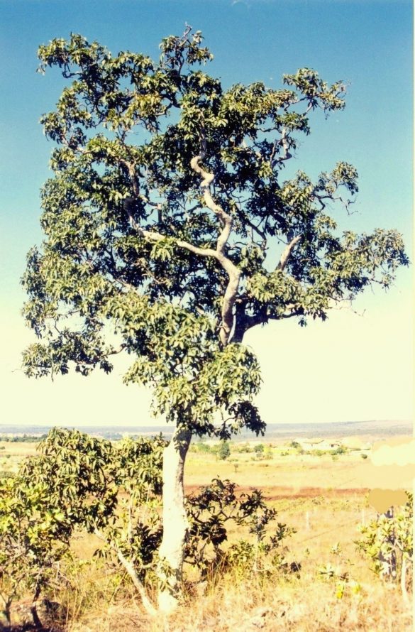 Guapira graciliflora (Mart. ex Schmidt) Lundell | Árvores do Bioma Cerrado