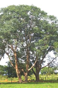 Amburana cearensis (Allemão) A.C.Sm. | Árvores do Bioma Cerrado